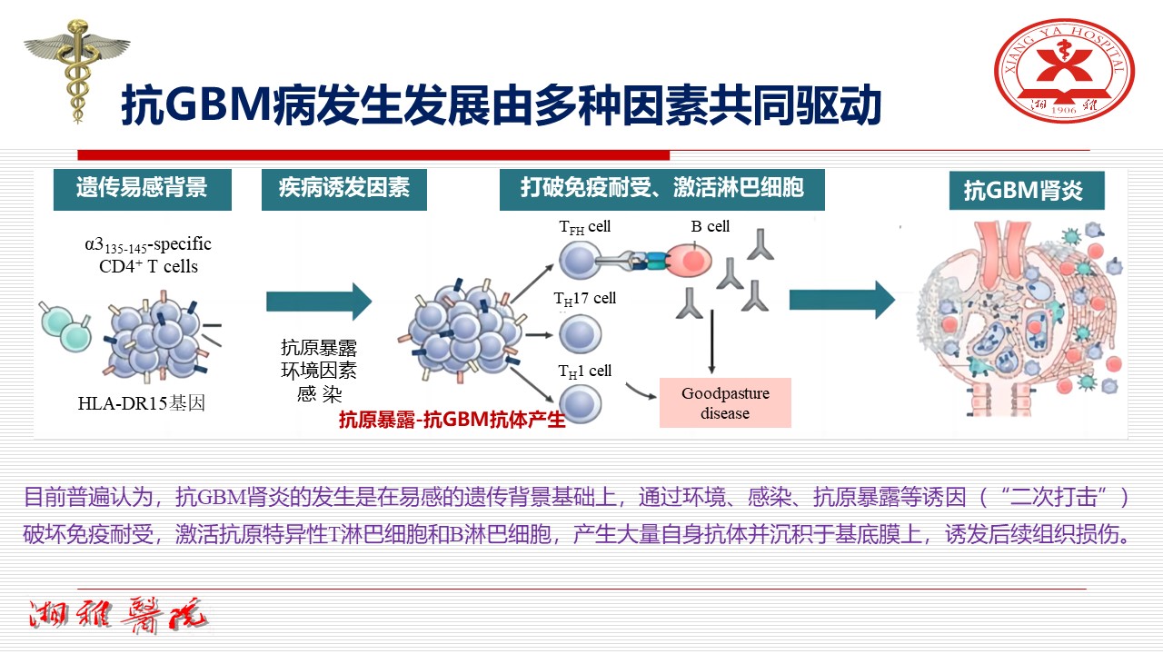 抗gbm肾炎的免疫治疗策略：新的靶向药物和免疫调节剂研究_周巧玲_2023_幻灯_中华医学会肾脏病学分会